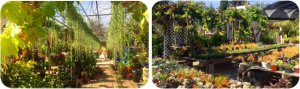 Home - Plant Nursery | Encinitas Gardens
