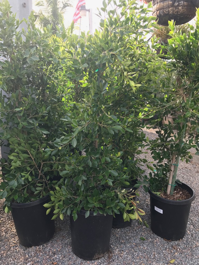 Outdoor Tropical Landscape Plants – Ficus Nitida | Cordova Gardens